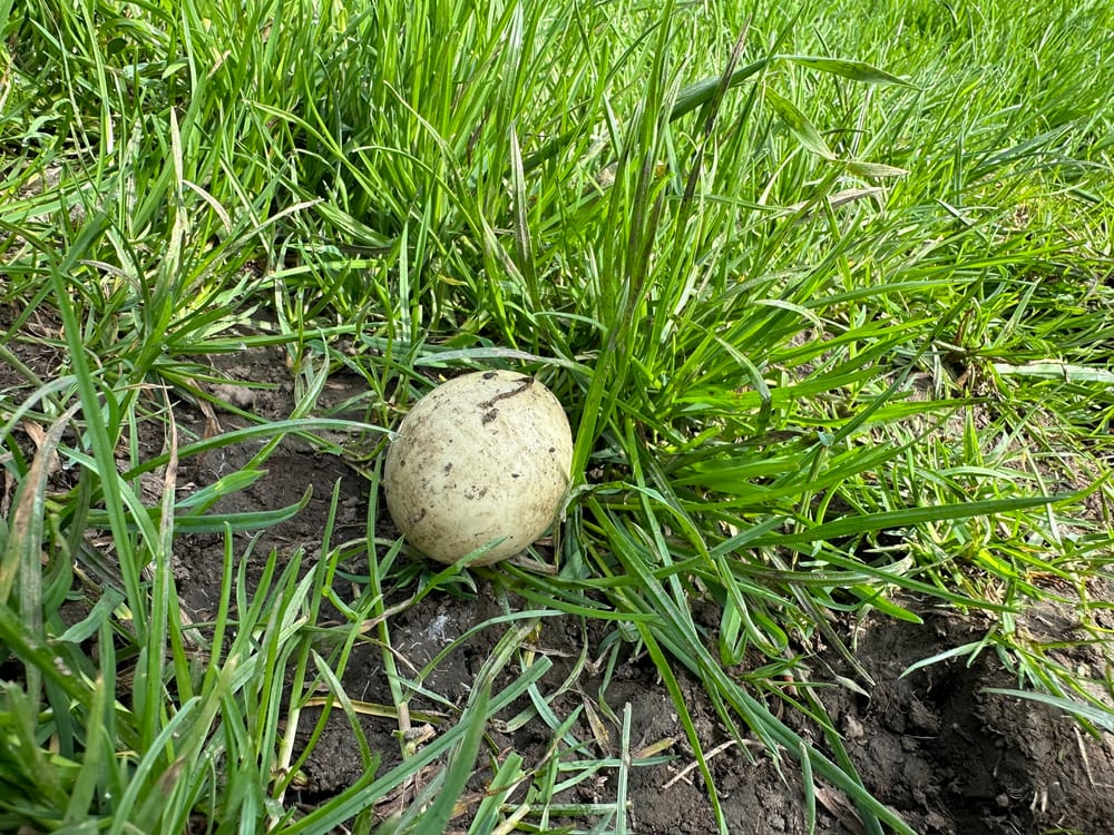 Andy Marshall's Genius Loci Digest: 9 August 2024